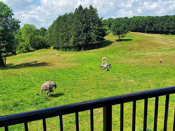 Ostriches, zebras, and giraffes sharing one sweeping green hillside. This Michigan view genuinely stops you mid-sentence every single time.