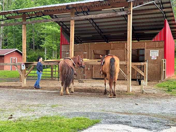 Saddled up and ready to go. The horses here are calm, well-kept, and clearly well-loved.