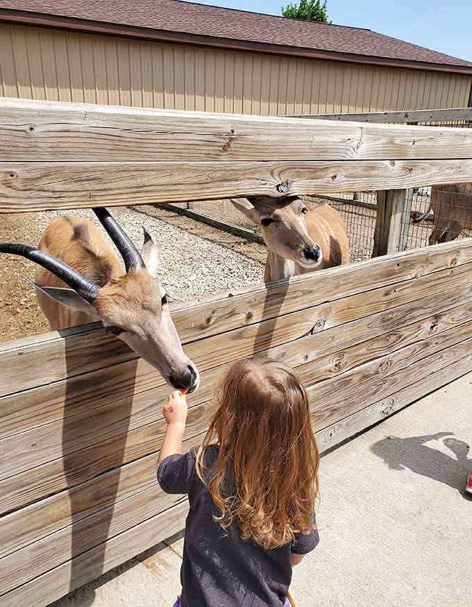 Feeding time brings pure joy, connecting humans and animals in the most delightful way possible.