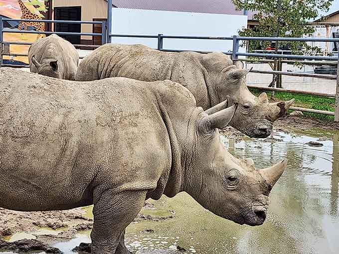White rhinos standing in the mud like they own the place. Spoiler: in every way that matters, they do.
