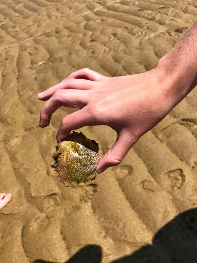 A curious sea hare discovered right on the flats, because the ocean always has one more surprise up its sleeve.