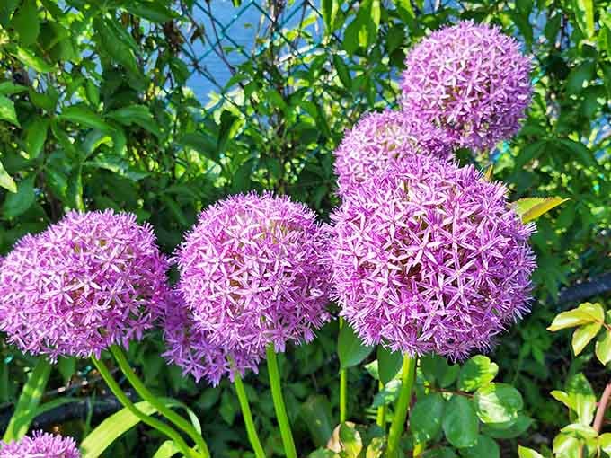 Giant allium blooms looking like something from a science fiction film, but friendlier and much prettier.