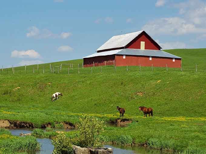 That red barn against impossibly green pastures creates the kind of scene that makes you understand why people paint.