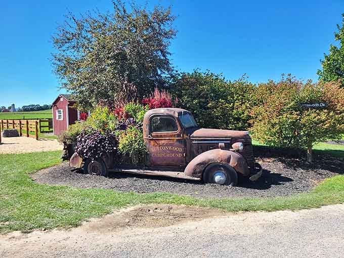That vintage truck charm adds character and proves good things get better with age, just like camping memories.