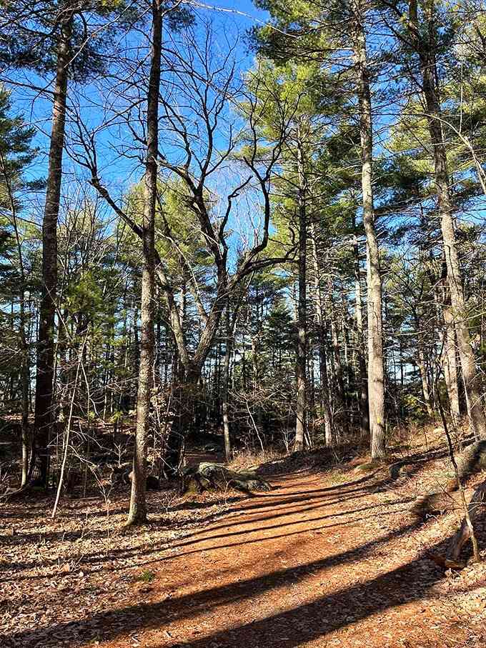 Long shadows, tall pines, and a trail that keeps pulling you forward. Keep walking.
