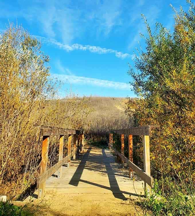 A wooden footbridge tucked between golden autumn shrubs, looking like the opening scene of a very good nature documentary.