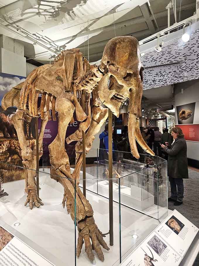 Those curved tusks on this mastodon skeleton could stop a room cold, and clearly still do.