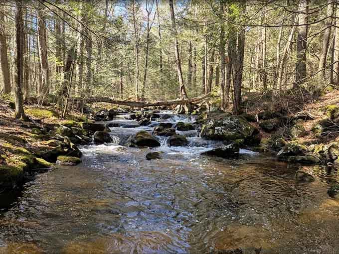 This rocky little stream tumbling through the woods is the kind of thing that makes you forget you had a to-do list.