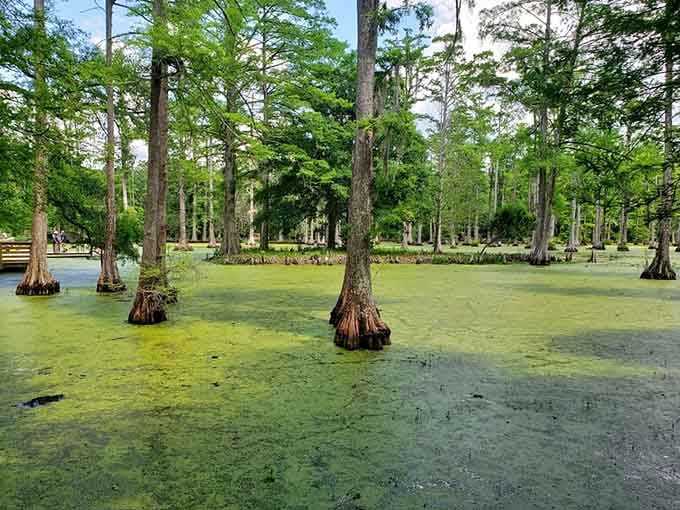 When the swamp turns bright green with duckweed, it looks like nature decided to redecorate overnight.