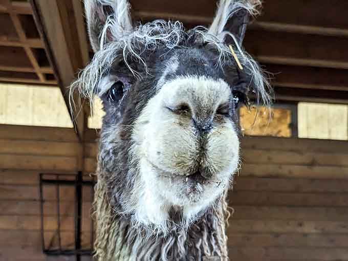 This face. This magnificent, expressive, completely unbothered face. Dakota Ridge Farm's llamas have mastered the art of the close-up.