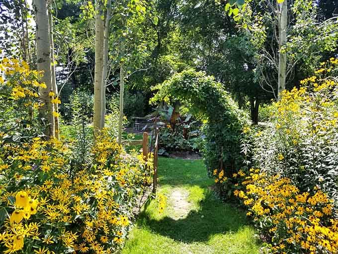 Black-eyed Susans framing a vine-covered arch. Nature apparently studied landscape design and graduated with honors.
