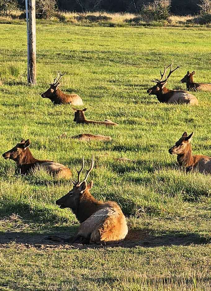 Bulls resting in golden afternoon light, antlers catching the sun, looking like they've earned every bit of it.