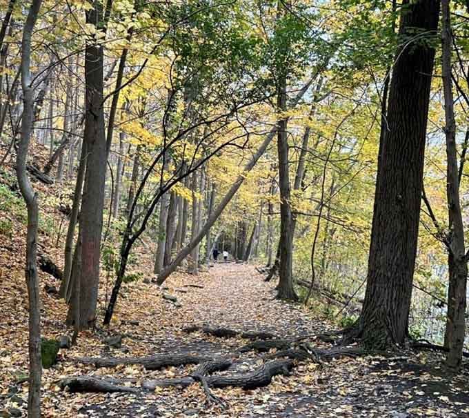 Golden leaves, quiet forest, and a path that keeps pulling you forward. Fall on this trail is genuinely unfair.