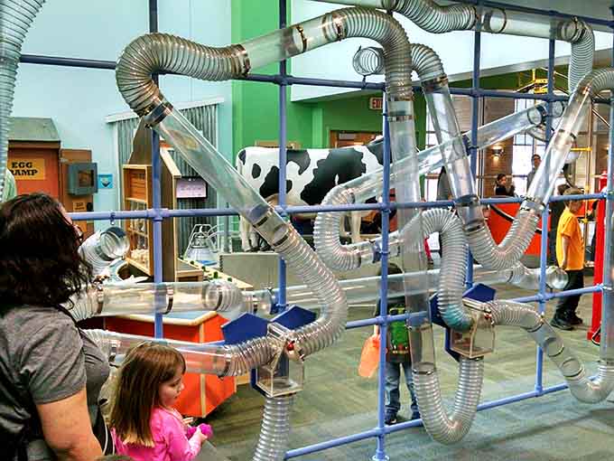 A tangle of silver pneumatic tubes and flexible hoses creates a wonderfully chaotic maze, with a life-size dairy cow watching calmly from behind.