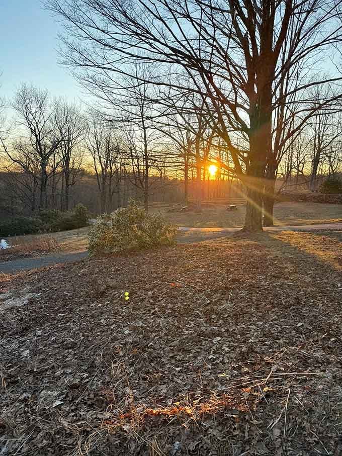 Sunset through bare branches creates the kind of moment that makes you forget about dinner reservations entirely.