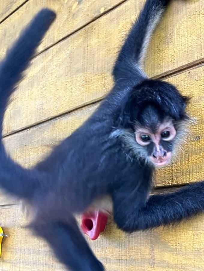 This spider monkey's wide-eyed stare is equal parts curious, mischievous, and utterly impossible to forget.