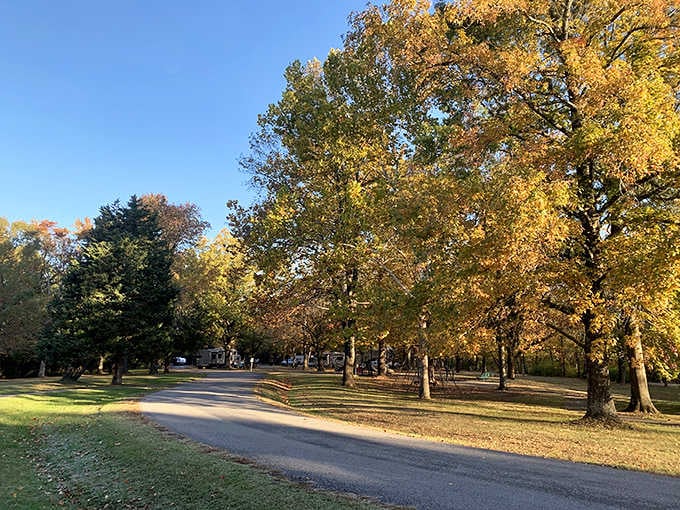 Tall trees lining the campground road in golden autumn color. Waking up here beats any hotel breakfast spread.