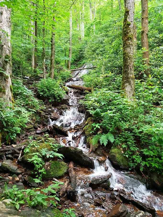 Moss-covered rocks and ferns frame a mountain stream that's been running through these hills longer than anyone can remember.