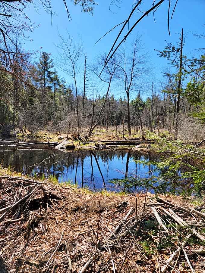 Mass Audubon's Lake Wampanoag Wildlife Sanctuary reminds you that the best things in Gardner don't cost a single cent.