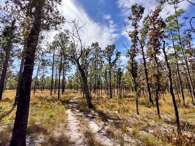 Sandy soil, open sky, and a trail that stretches out ahead of you like a very good idea.