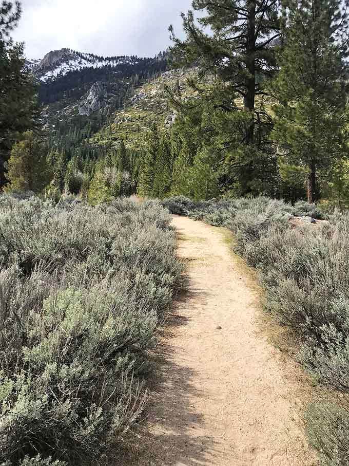 Sagebrush lines this path like nature's own landscaping, leading toward peaks that touch the California sky.