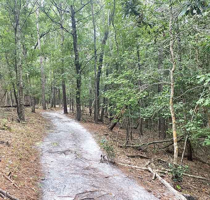 Winding trails through coastal forests where the only traffic jam involves the occasional family of deer crossing ahead.