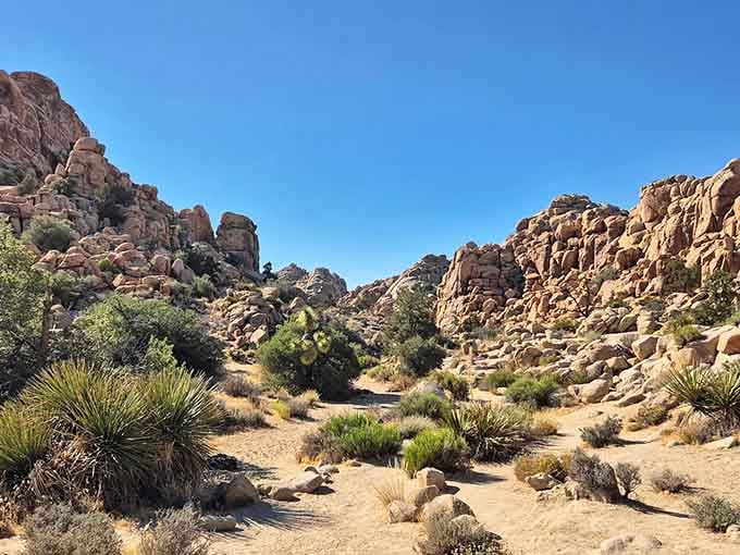 Towering rock formations frame the valley like nature's own cathedral, complete with perfect desert lighting.