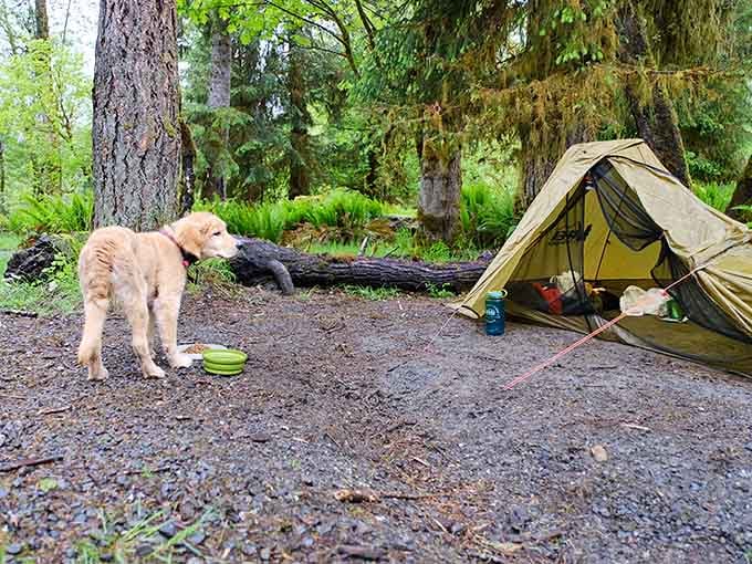 Even the dog knows this campsite is something special &mdash; that look says everything words can't quite capture.