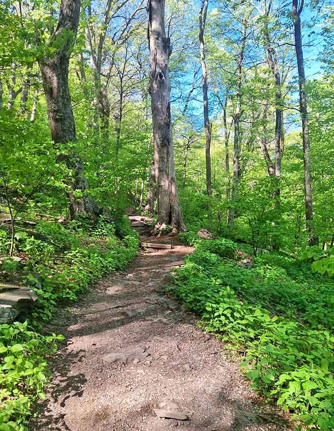 Sunlight filtering through the canopy turns an ordinary trail into something that belongs in a fantasy novel.