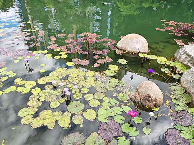 Pink and purple water lilies floating across a jade-green pond. Monet would have absolutely lost his mind over this view.
