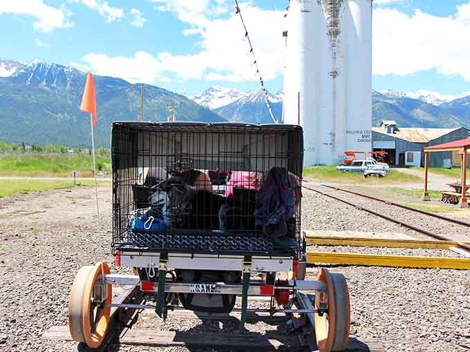 Even furry friends get to experience the joy of rail biking, because adventures are better with companions.
