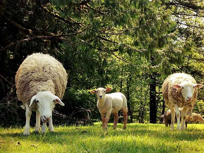 Sunlight through the firs, green grass underfoot, and a lamb standing there like it owns the place.