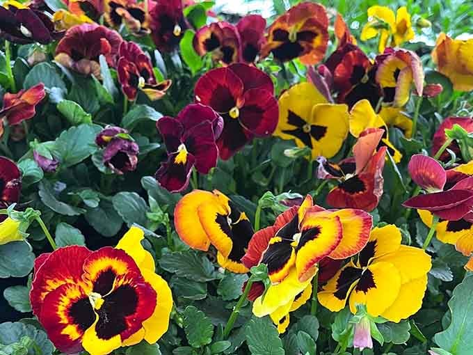 These pansies wear their burgundy and gold like fancy velvet jackets, dressed up for a garden party they're definitely winning.