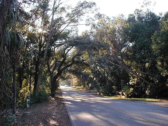 Late afternoon sun cuts through the tree canopy here like a spotlight on Alabama's most scenic road.