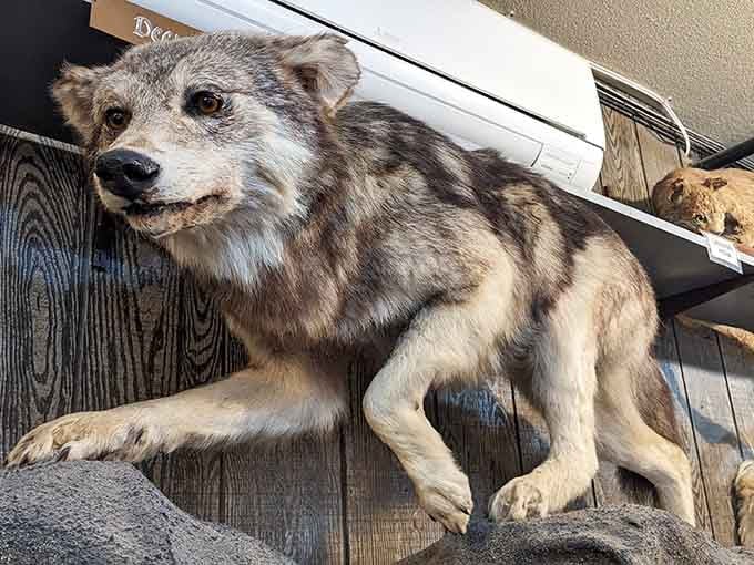 This taxidermied wolf perched on a shelf looks like he's judging every life choice that led you to this moment.