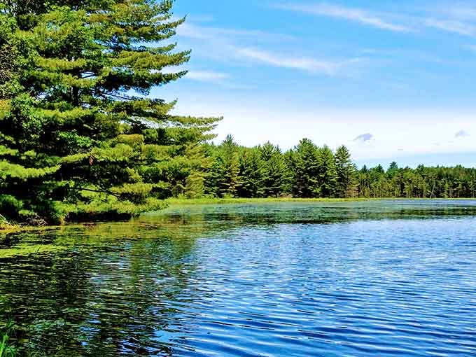Lush green pines crowding the shoreline with lily pads dotting the glassy water surface, this lake clearly never has a bad angle.