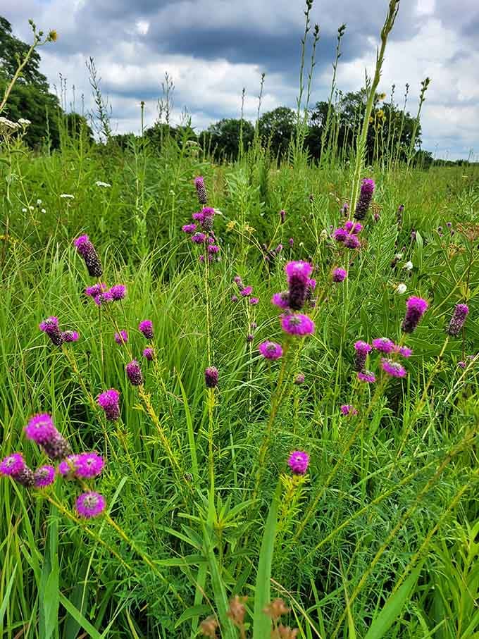 Purple prairie clover bursting through the green, vivid and unapologetic, like nature decided subtlety was overrated today.