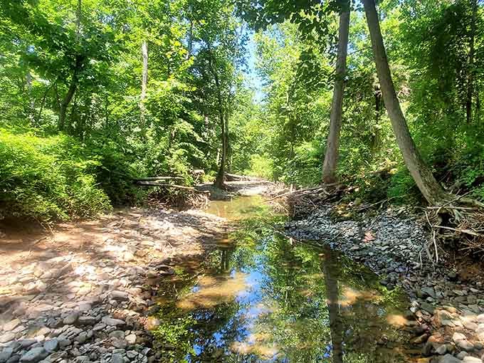 Forest streams meander through the property, adding peaceful water sounds to your castle-tower viewing experience perfectly.