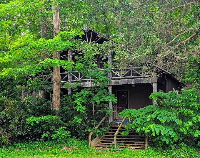 A rustic cabin swallowed by lush green forest, looking like the setting of every cozy mystery novel you've ever loved.