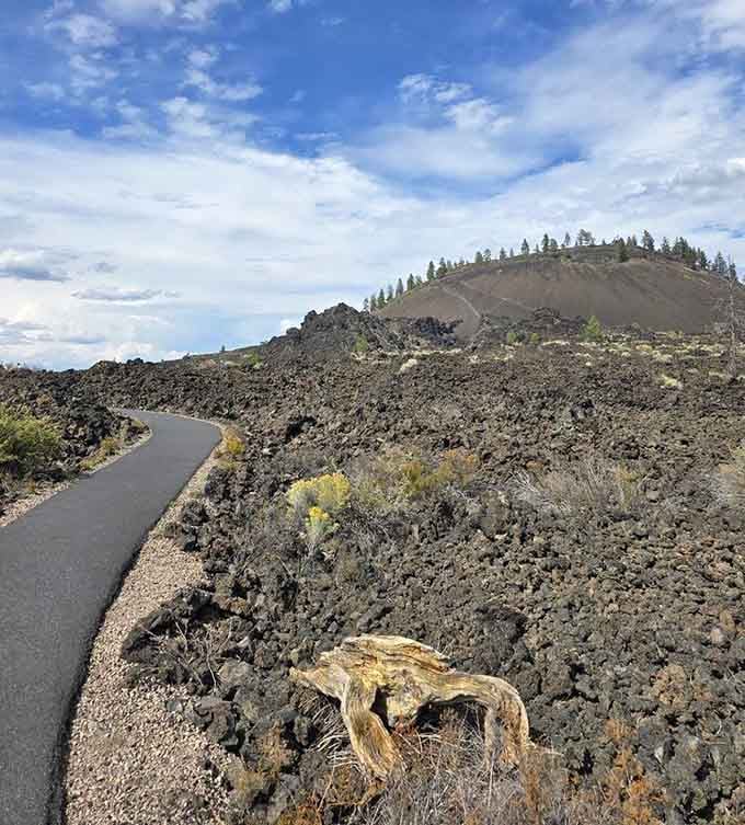 A paved trail winds through the lava fields past a bleached log, where ancient fire meets patient, stubborn life.