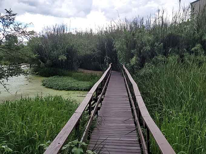 The Las Lagunas de Anza Wetlands boardwalk winds through lush greenery that looks nothing like the Arizona most people think they know.