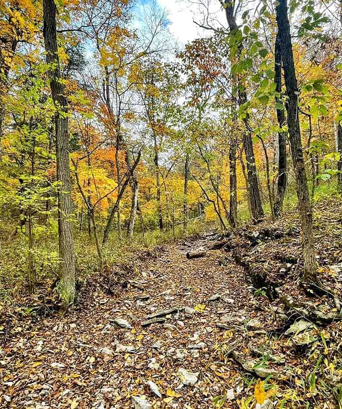 Golden leaves carpet the trail as the trees put on their finest fall show. No ticket required.