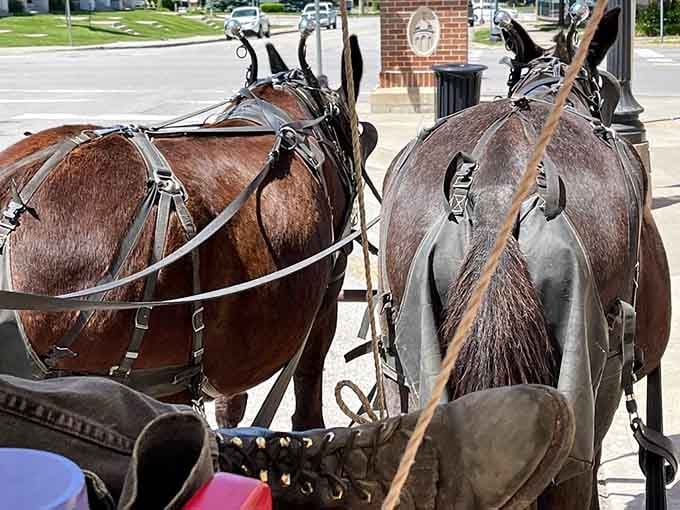 The view from the back of the wagon is honest and unhurried. Two mules, one road, and all the time in the world.