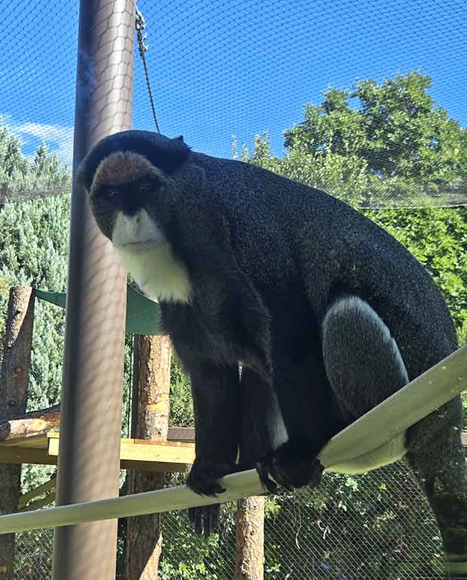 This monkey has mastered the contemplative pose, probably pondering why humans pay to watch them when they'd happily watch us for free.