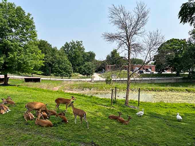 A herd of deer lounging peacefully beside the geese at Lynn Deer Park proves that Quincy's wildlife has excellent taste in real estate.
