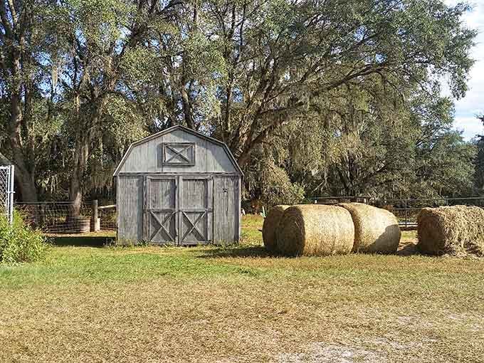 Hay bales, a weathered barn, and Spanish moss overhead. The petting zoo setting looks like a postcard from old Florida.