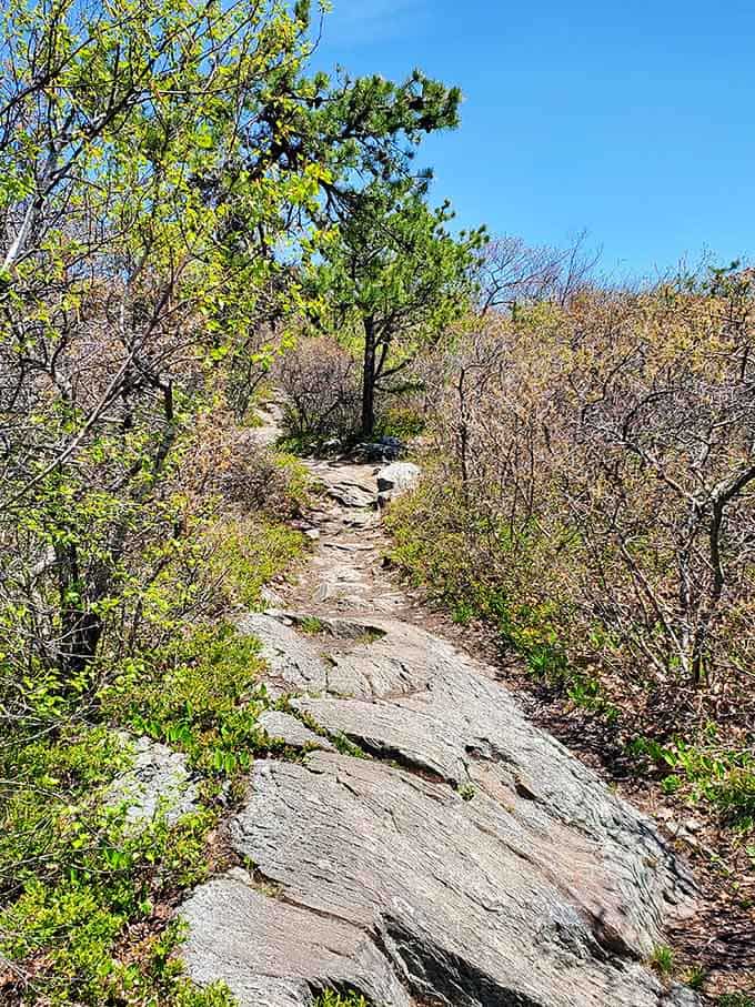 The rocky trail up Bear Mountain rewards every step with views that make the climb completely worth it.