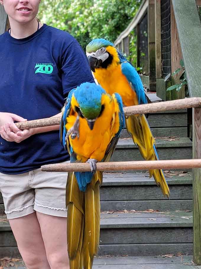 Blue-and-yellow macaws on a handler's perch, vivid and bold, like someone turned the color saturation all the way up.