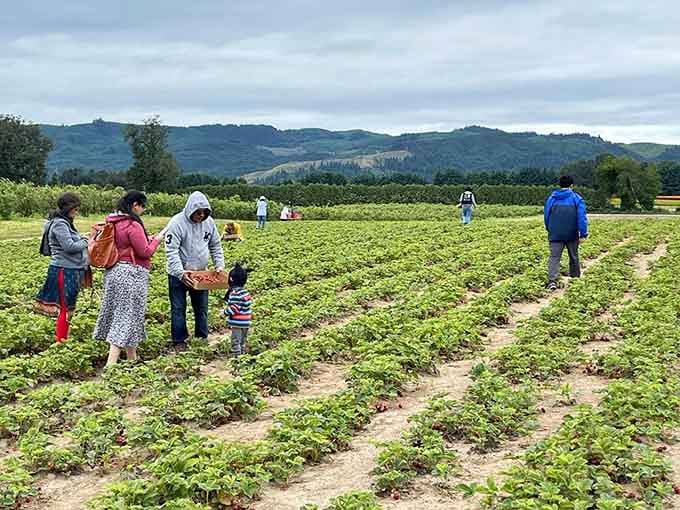 Families bend between strawberry rows under cloudy skies, mountains watching from a distance, buckets filling up fast.