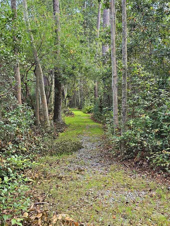 Moss-lined gravel, green canopy closing overhead. This forest trail at Singletary Lake moves at exactly the right speed for human beings.